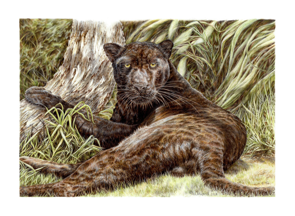 Jeanne Cardana – 2D Fine Art & Fiber - Damascus Open Studios